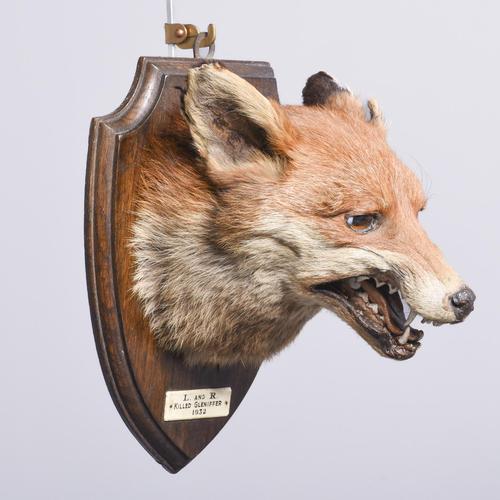 Mounted Fox Head - FOX 2 / LA418884